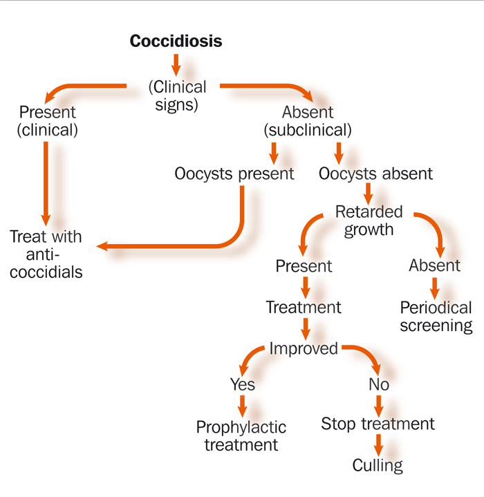 clinical and subclinical coccidiosis: performance impacts and diagnosis | Vet Times