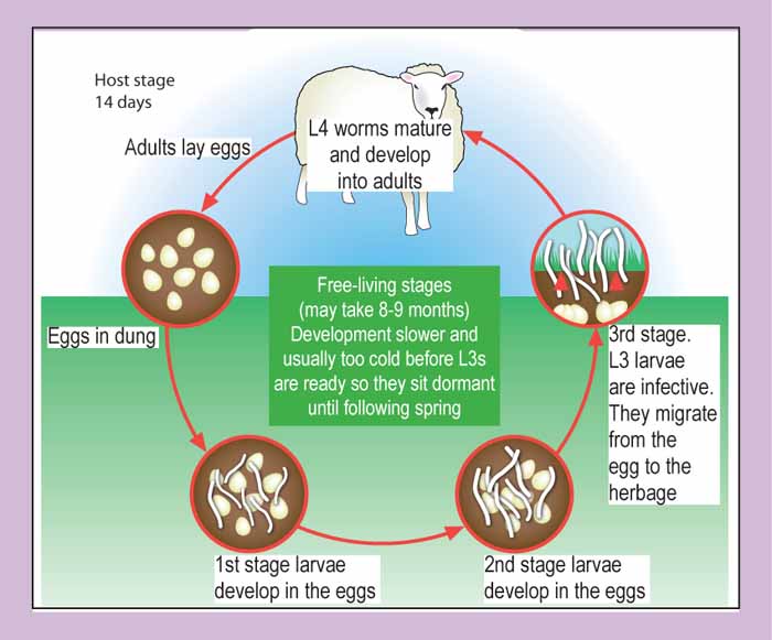 Sheep endoparasites: types, life cycles and treatments | Vet Times