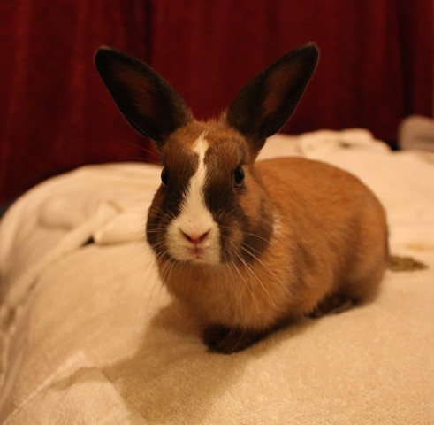 Are Rabbit Bones Safe For Dogs