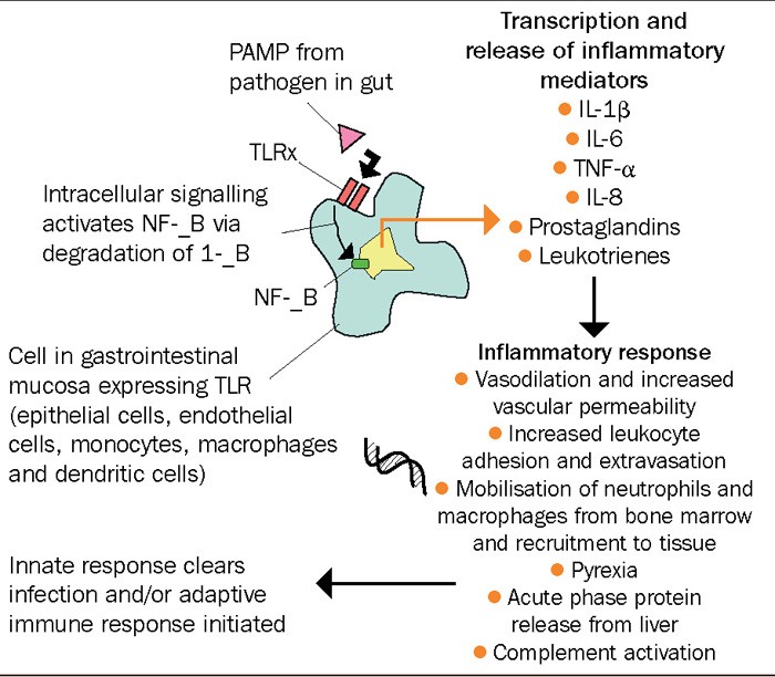 INNATE IMMUNE RESPONSE AND IBD | Vet Times