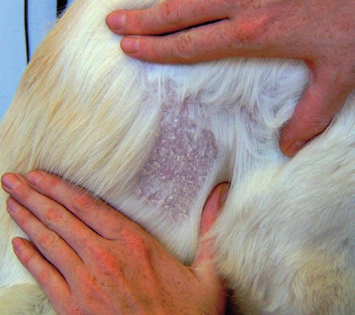 GENTLE DERMATOLOGY: PART THREE | Vet Times