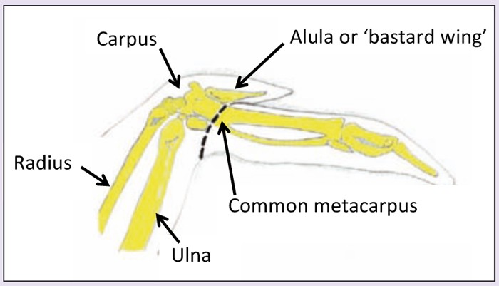 PINIONING WATERFOWL DOWNIES | Vet Times