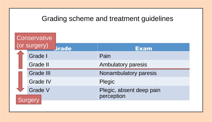 Intervertebral disc disease – overview and treatment options | Vet Times