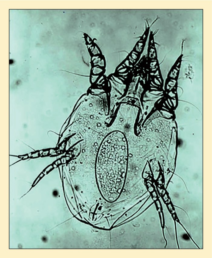 Scab and louse infestation in sheep – treatment and advice | Vet Times