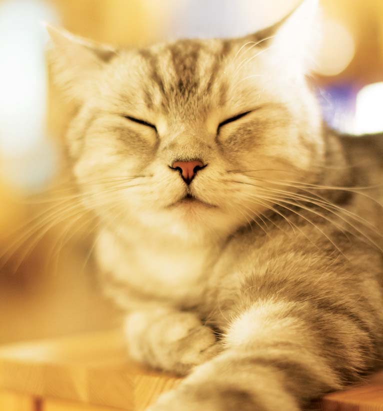 Cat friendly clinic creates oasis of calm | Vet Times