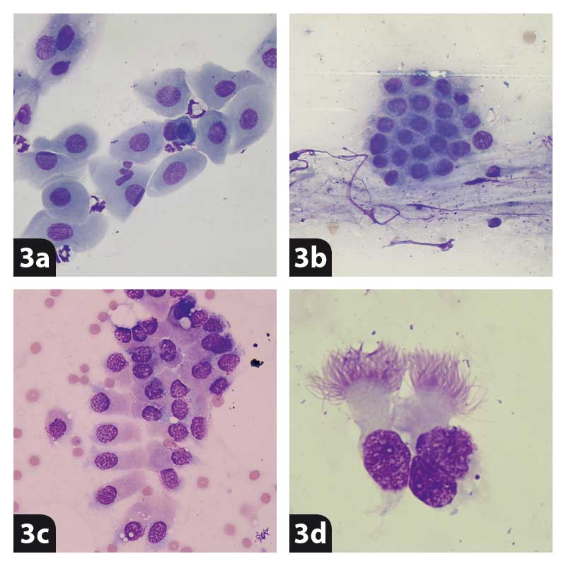 Basic cytology and approaches to examining fine needle aspirates | Vet ...