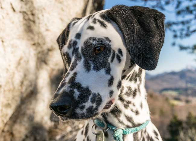 Do Dalmatians Bark