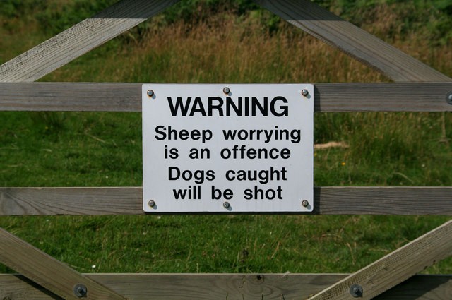 Why Do Dogs Worry Sheep