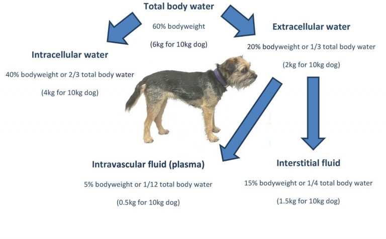 Practical fluid therapy in companion animals – part 1 | Vet Times