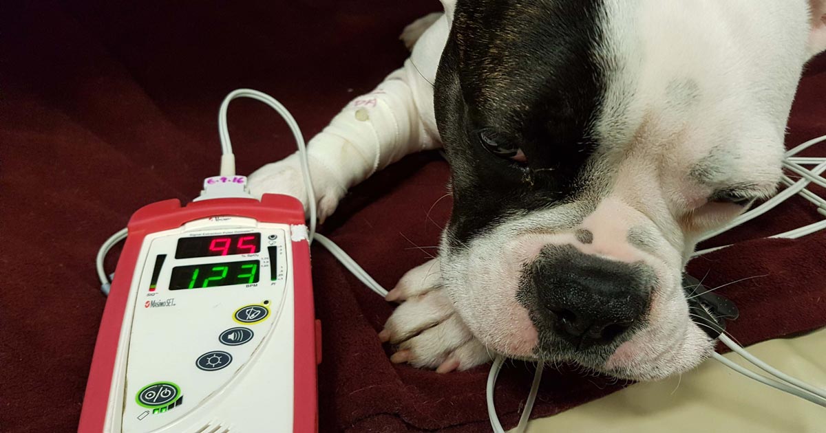Pulse Oximeter For Animals