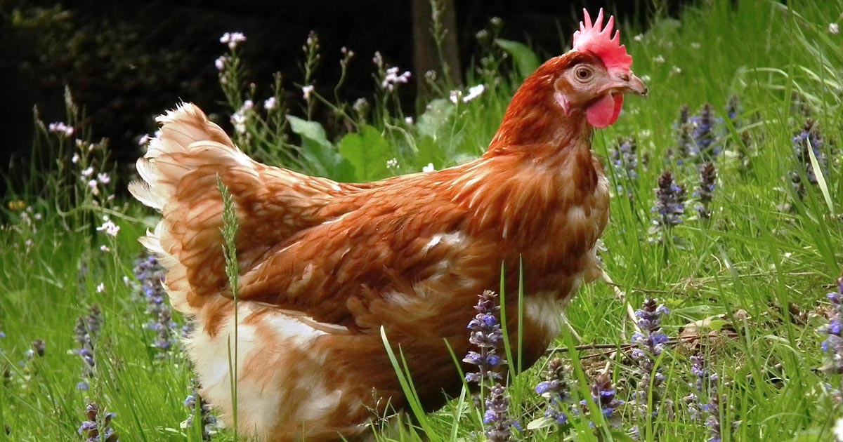 Pet Chicken Popularity Prompts Poultry Education Vet Times pet-chicken-popularity-prompts-poultry-education-vet-times