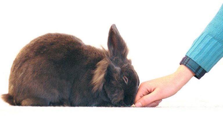 Getting to grips with correct rabbit handling | Vet Times