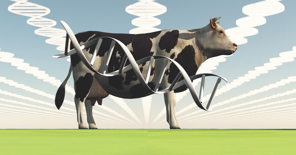 Genetically Modified Cows