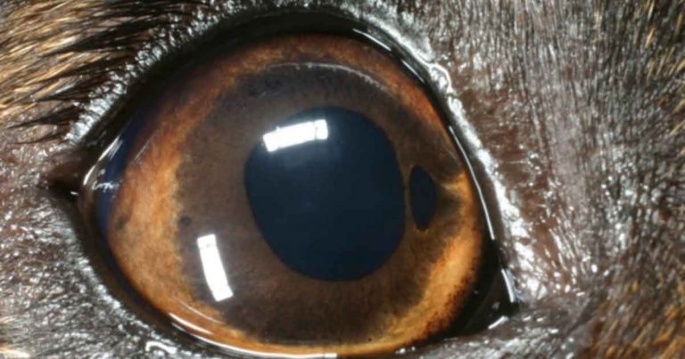 Bilateral mydriasis in a senior neutered toy poodle | Vet Times