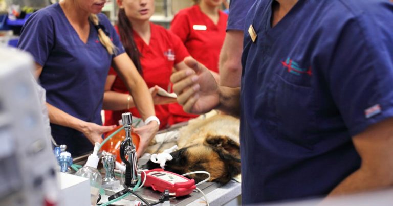 Cardiopulmonary resuscitation, pt3: airway access | Vet Times