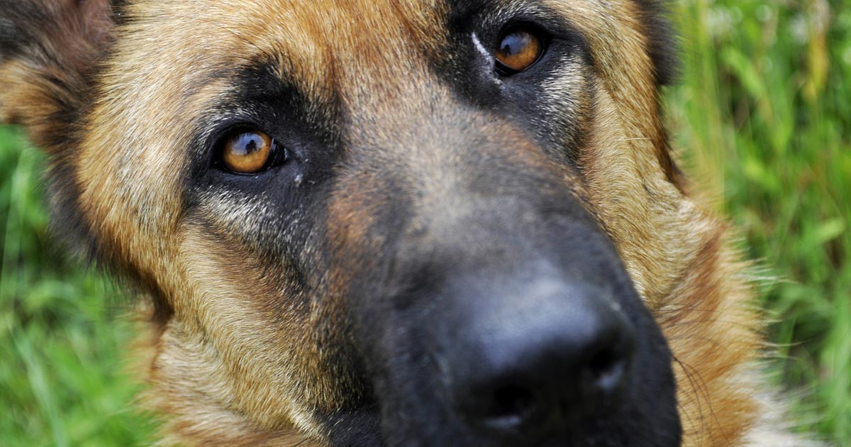 Mean German Shepherd Face