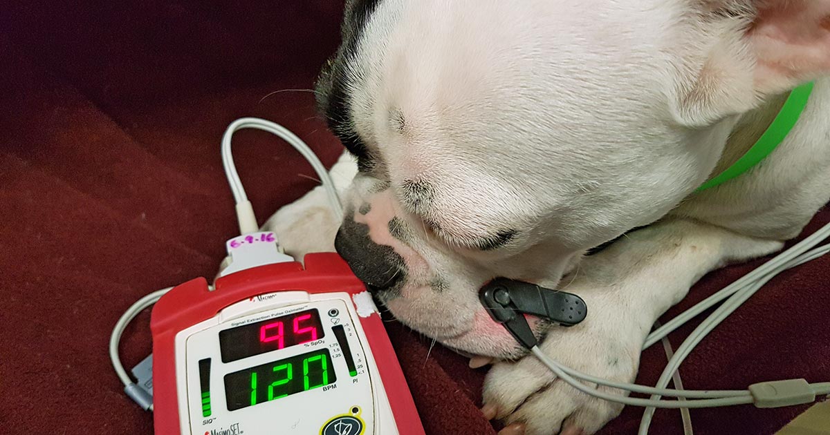 Can You Use A Human Pulse Oximeter On A Dog