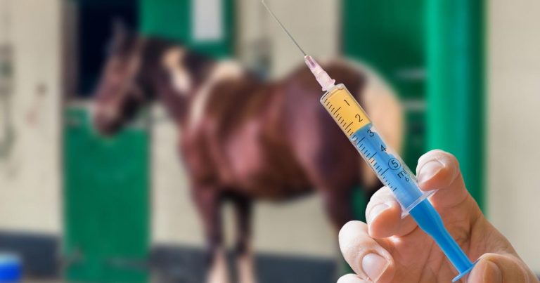 ‘Exciting’ new vaccine for equine strangles set for 2020 | Vet Times