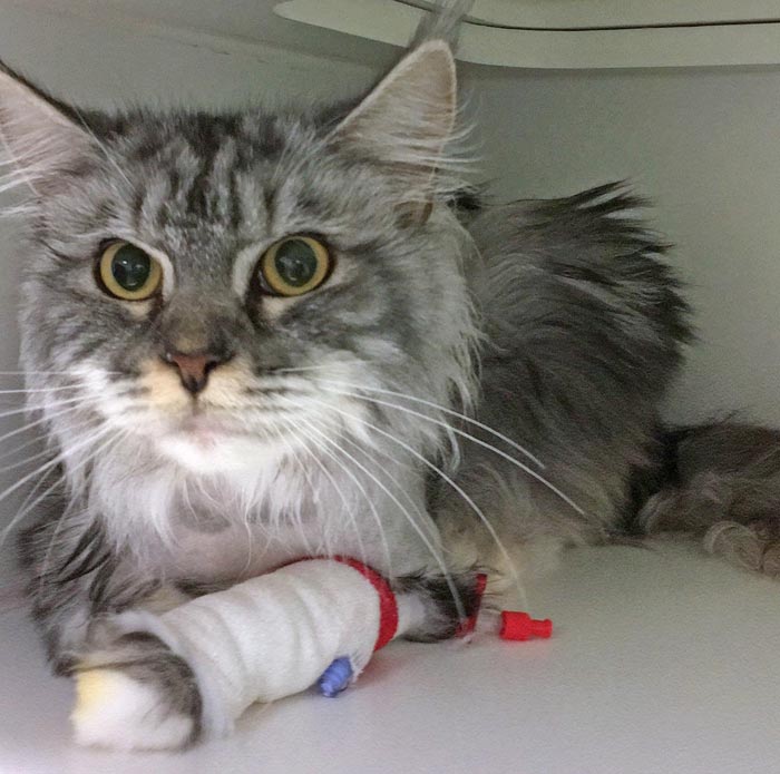 Feline heart surgery first is ‘way forward’ - Animal Health Media Journal