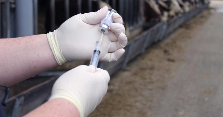 Vaccinating cattle: updates and protocols | Vet Times