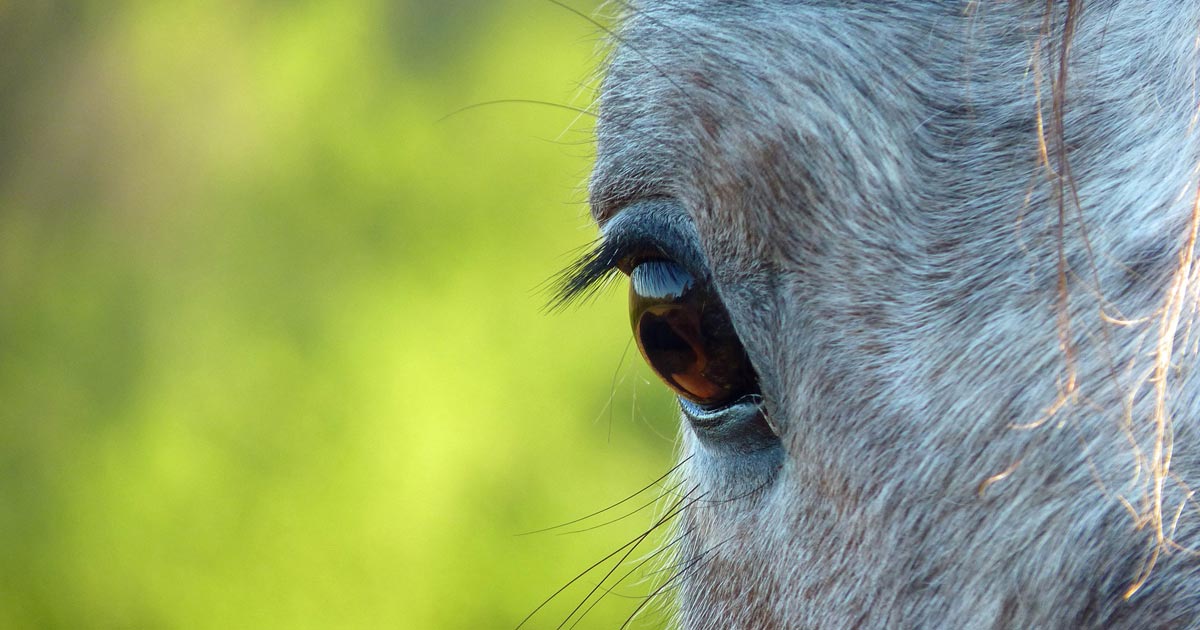 Uveitis In Horses