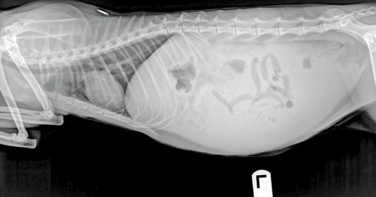 Abdominal effusion in a cat | Vet Times