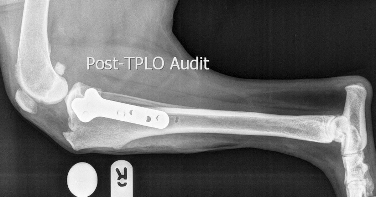 How Much Is A Tplo Surgery For Dogs