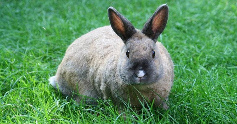 Fly strike figures spark rabbit welfare worries | Vet Times