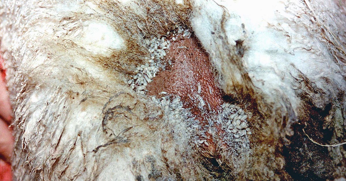 Myiasis Sheep