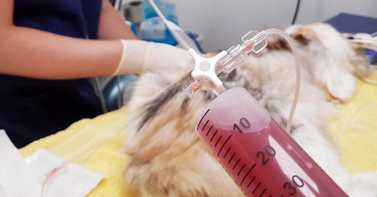 Thoracentesis, part 2: sample work | Vet Times