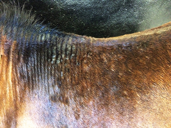 Getting under the skin of equine dermatology: thinking, treatments and protocols – Vet Times