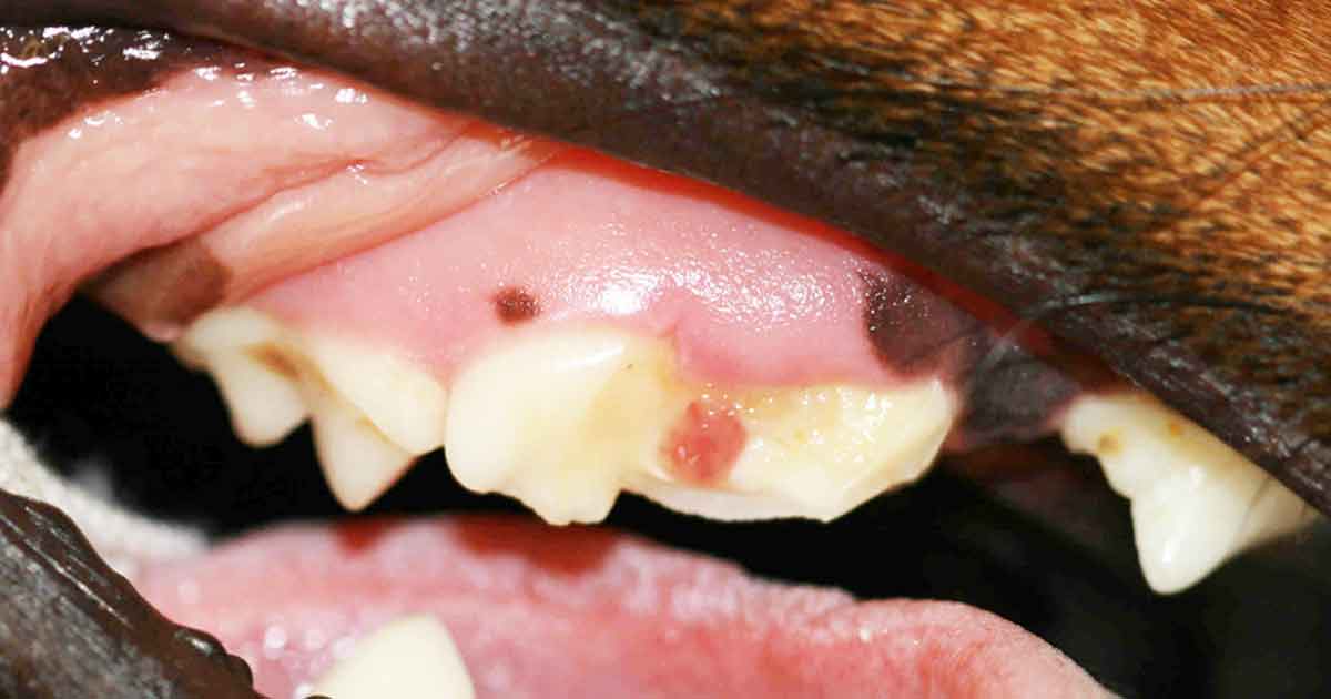 Are Antler Bones Bad For Dogs Teeth