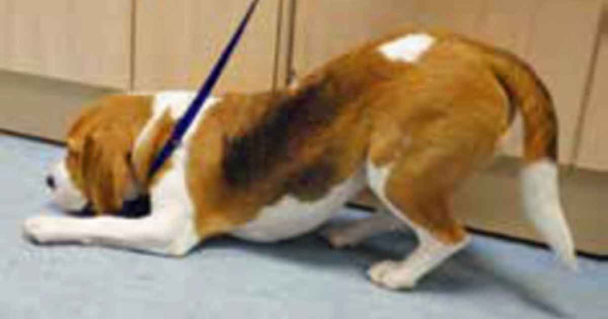 Why Is My Dog Doing The Prayer Position