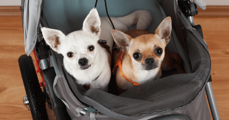 Paw parents and fur kids: humanising the owner-pet relationship | Vet Times