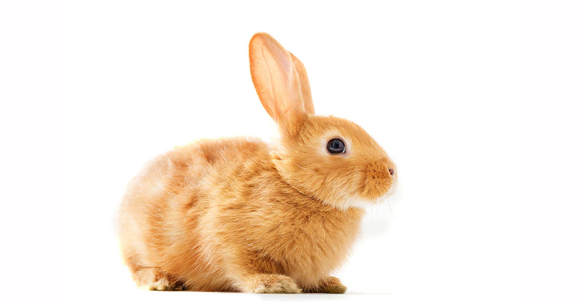 What Is Cecotropes Rabbit