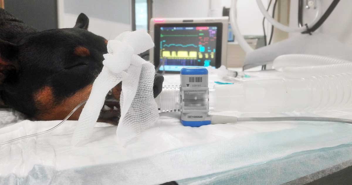 Capnography In Veterinary Anesthesia Owlcation, 54% OFF