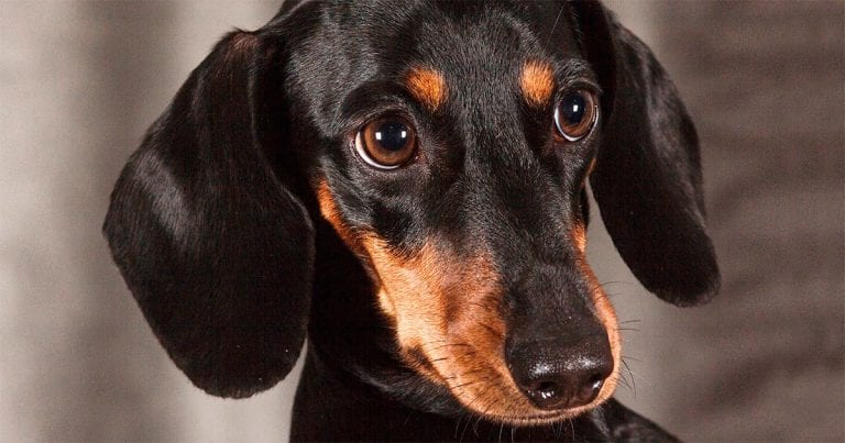 Charitable trust helps fund dachshund research | Vet Times