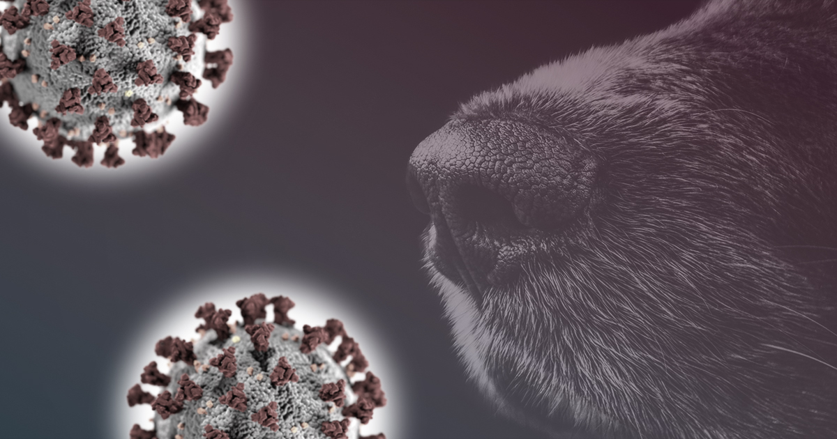 Can You Get Bacteria From Dogs