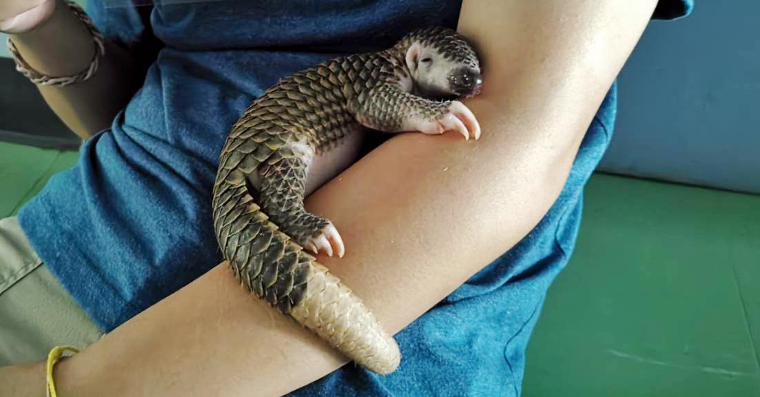 Pangolin Baby