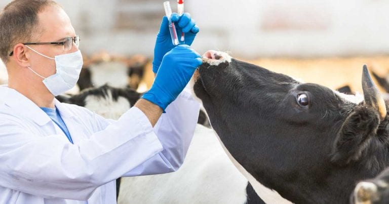 Cattle vaccination: health and financial implications | Vet Times