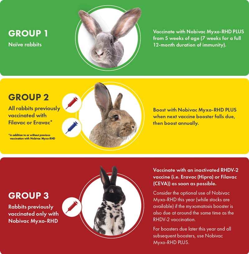 VBJ Vaccines Insight: time to switch to new Nobivac® Myxo-RHD PLUS ...