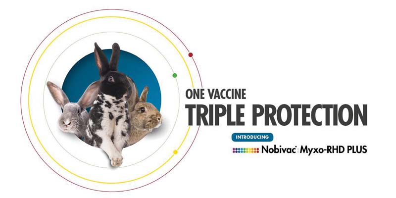VBJ Vaccines Insight: time to switch to new Nobivac® Myxo-RHD PLUS ...