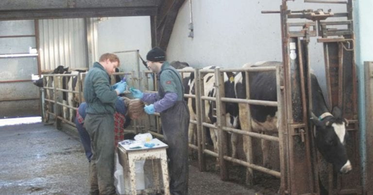 Cattle vaccination: what, why and how to offer its benefits to farmers ...