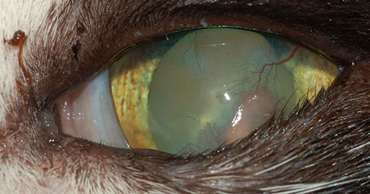 Eye Trouble In Cats
