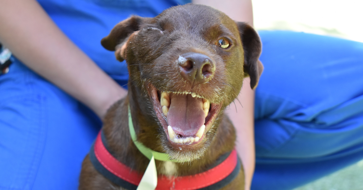 Dog Mandible Dislocation Dog Suffers Broken Jaw In Ranch Accident
