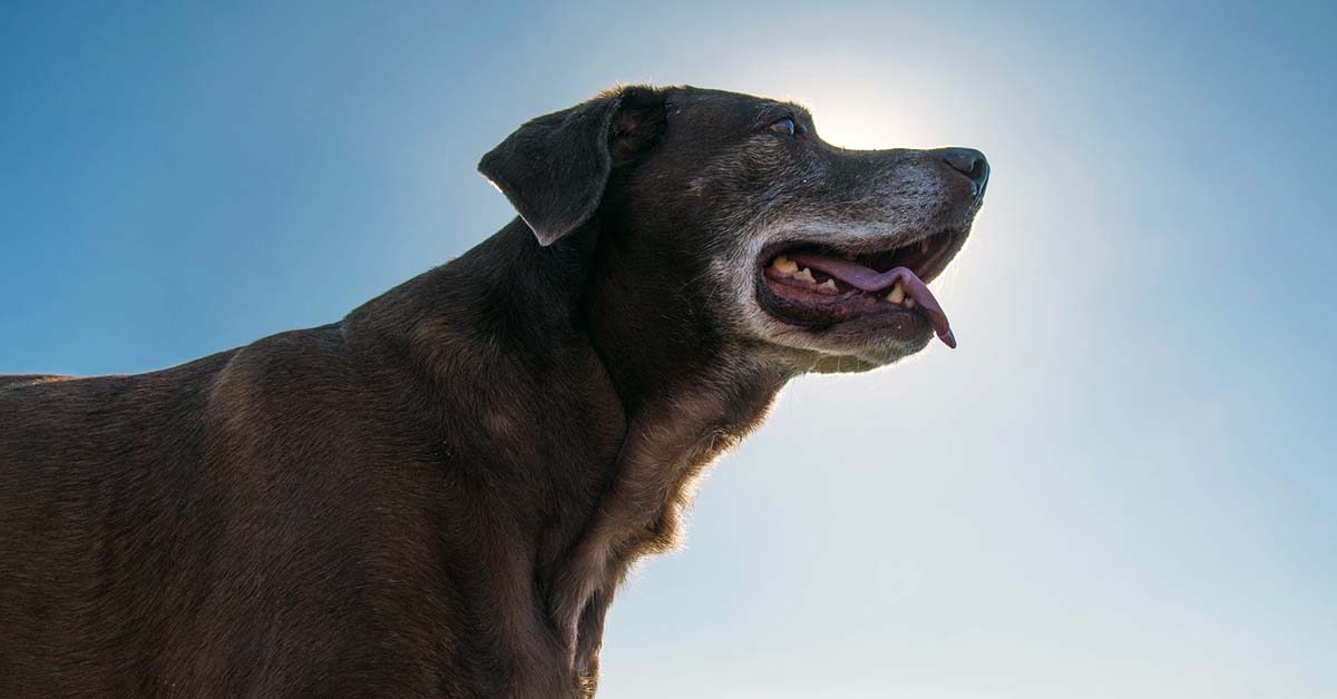 Can Dogs Take Hyaluronic Acid