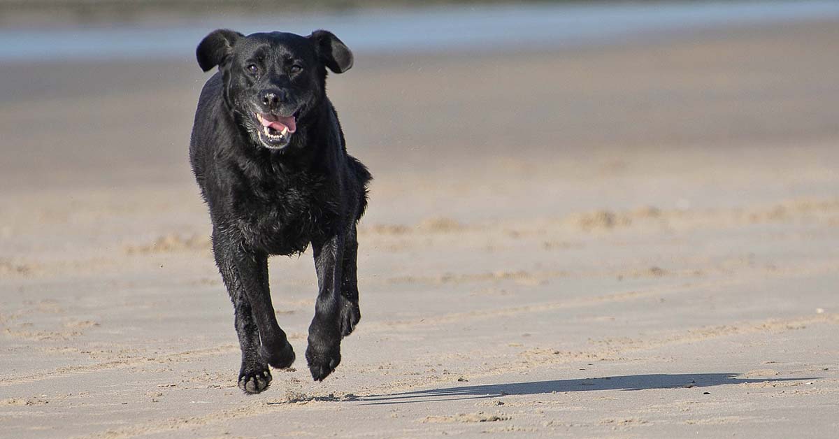 Can Dogs Break Their Tails