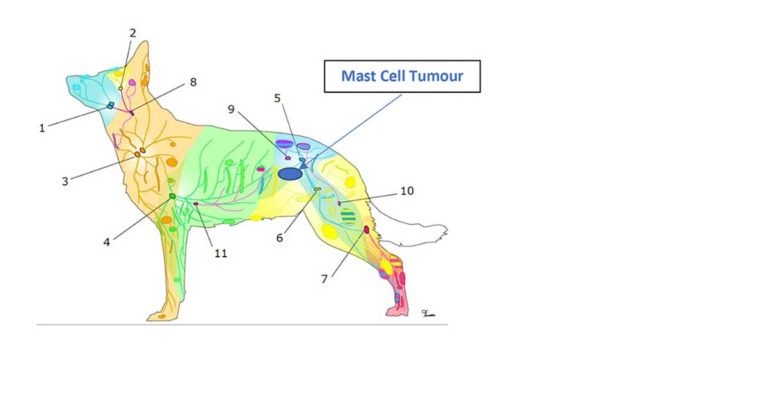 Contrast-enhanced ultrasound sentinel lymph node mapping | Vet Times Contrast-enhanced ultrasound sentinel lymph node mapping | Vet Times