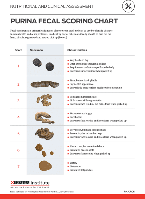 GI issues in small animals – management and treatment