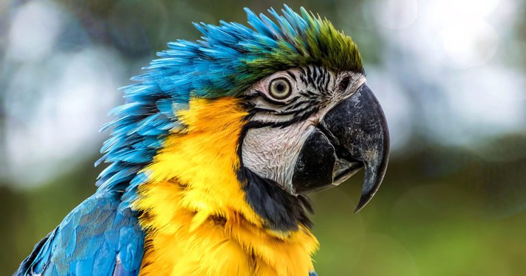 PFMA parrot symposium at Chester Zoo | Vet Times